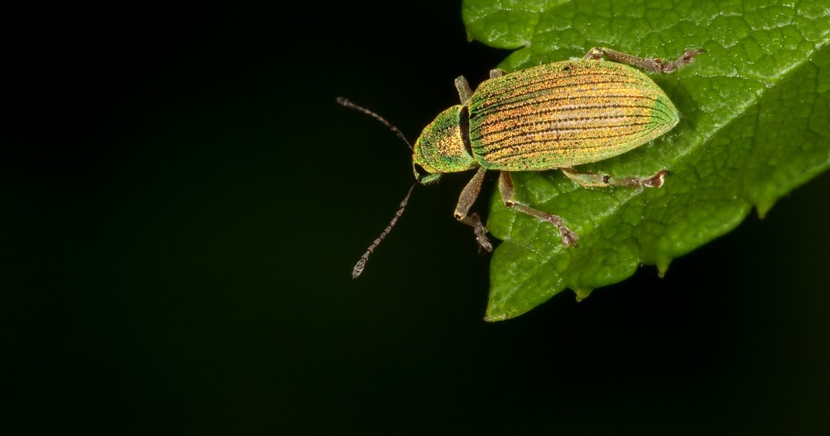 Irish Wildlife Photography: Nettle weevil