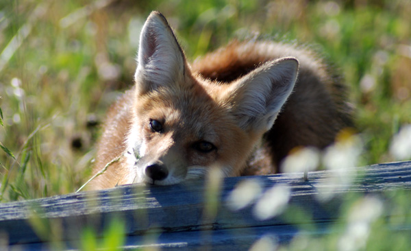 Explore Missouri: Fox Kits
