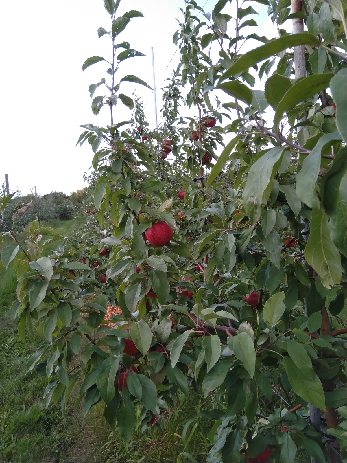 Getting Licensed to Grow First Kiss™ and SweeTango® Apples