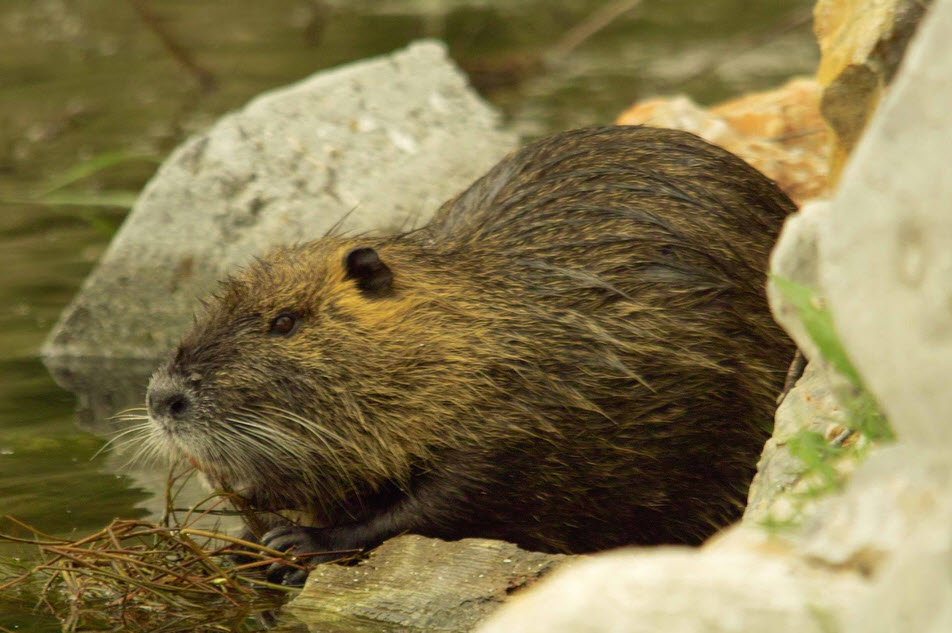 Nutria | The Biggest Animals Kingdom
