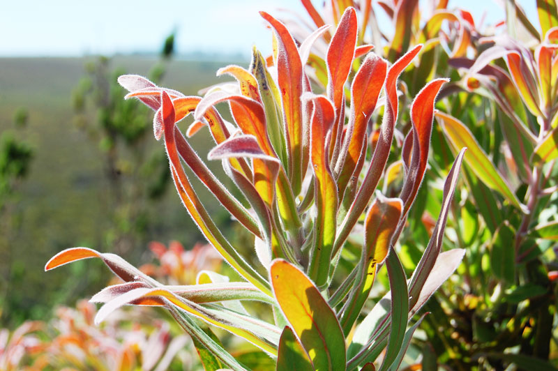 .: Akasha Mountain Retreat - The beauty of nature