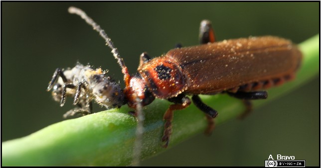 FAUNA AUXILIAR: FAMILIA CANTHARIDAE