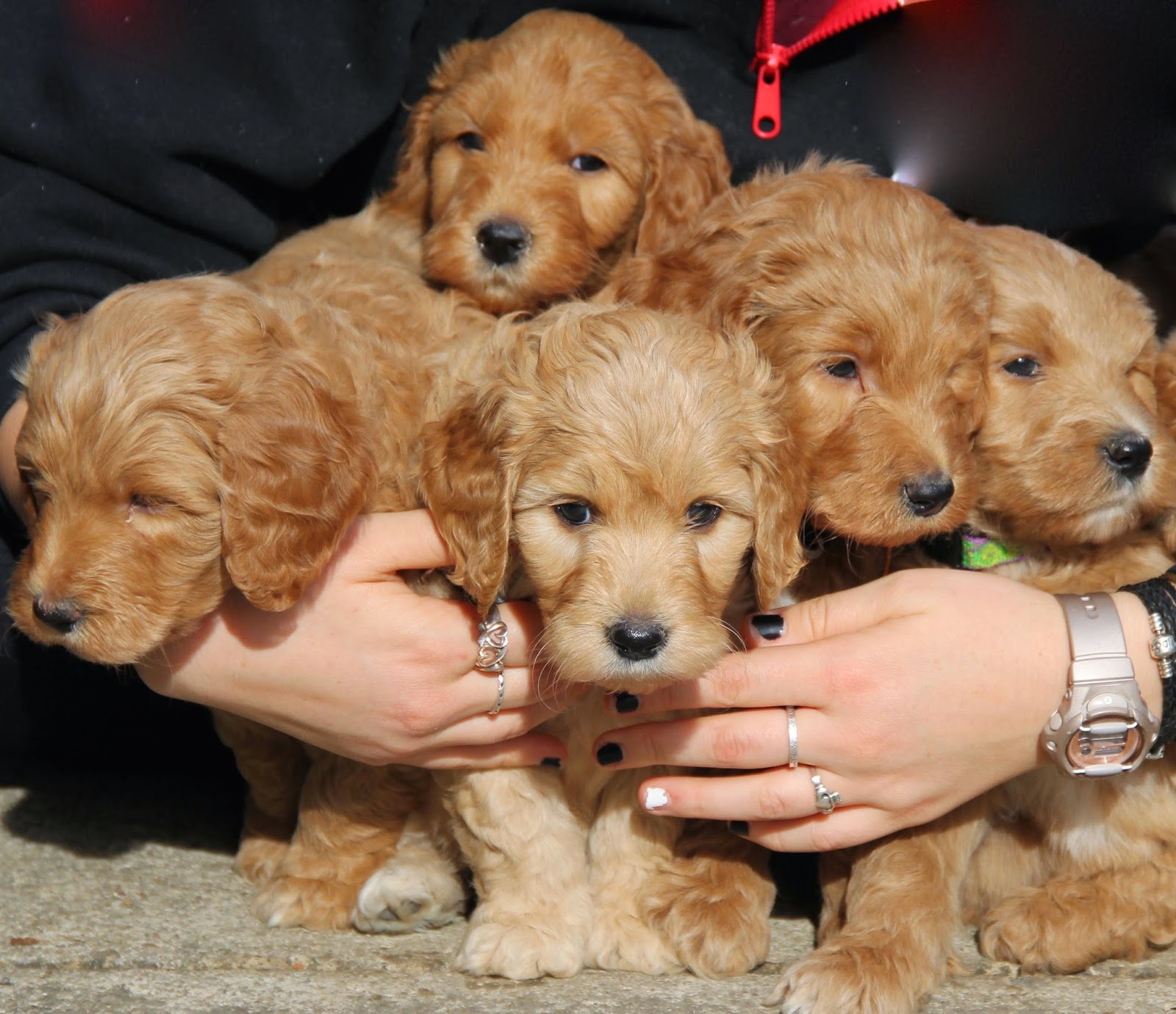 Yesteryear Acres - Doodle Days : Nov 25 - Thankful for Monday Puppy Hugs