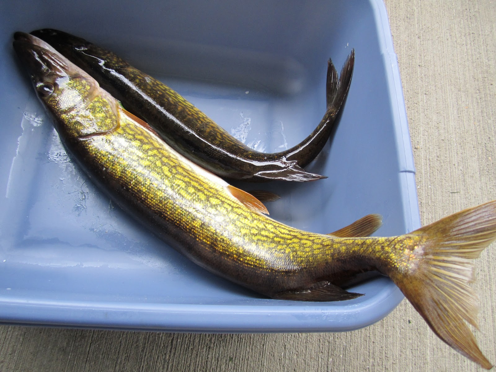 Fish Soup - Ukha Recipe | RecipeStudio