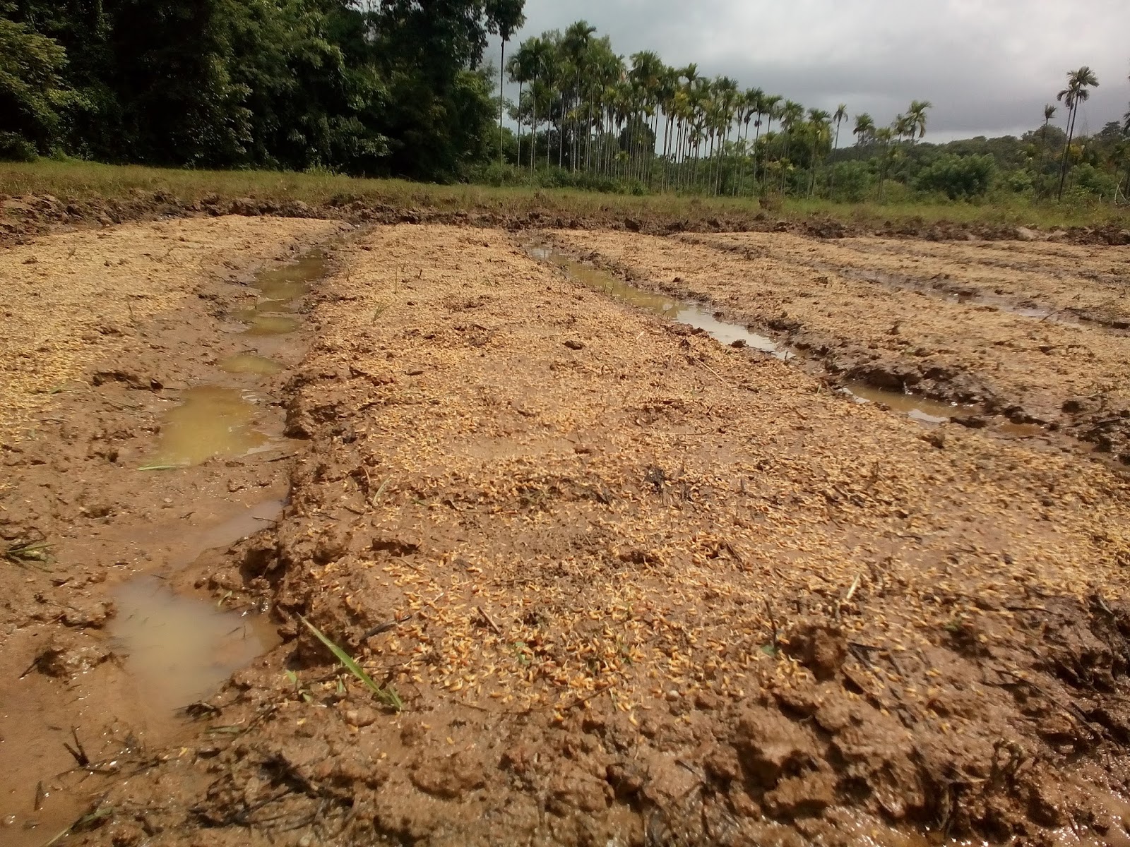 Back to the soil: Growing a grain - paddy