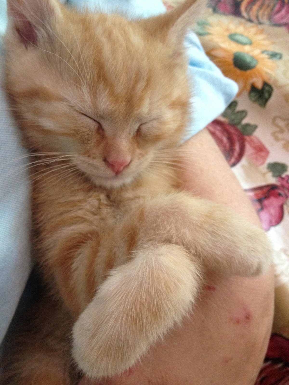 the happygirl: happy is...kitten feet