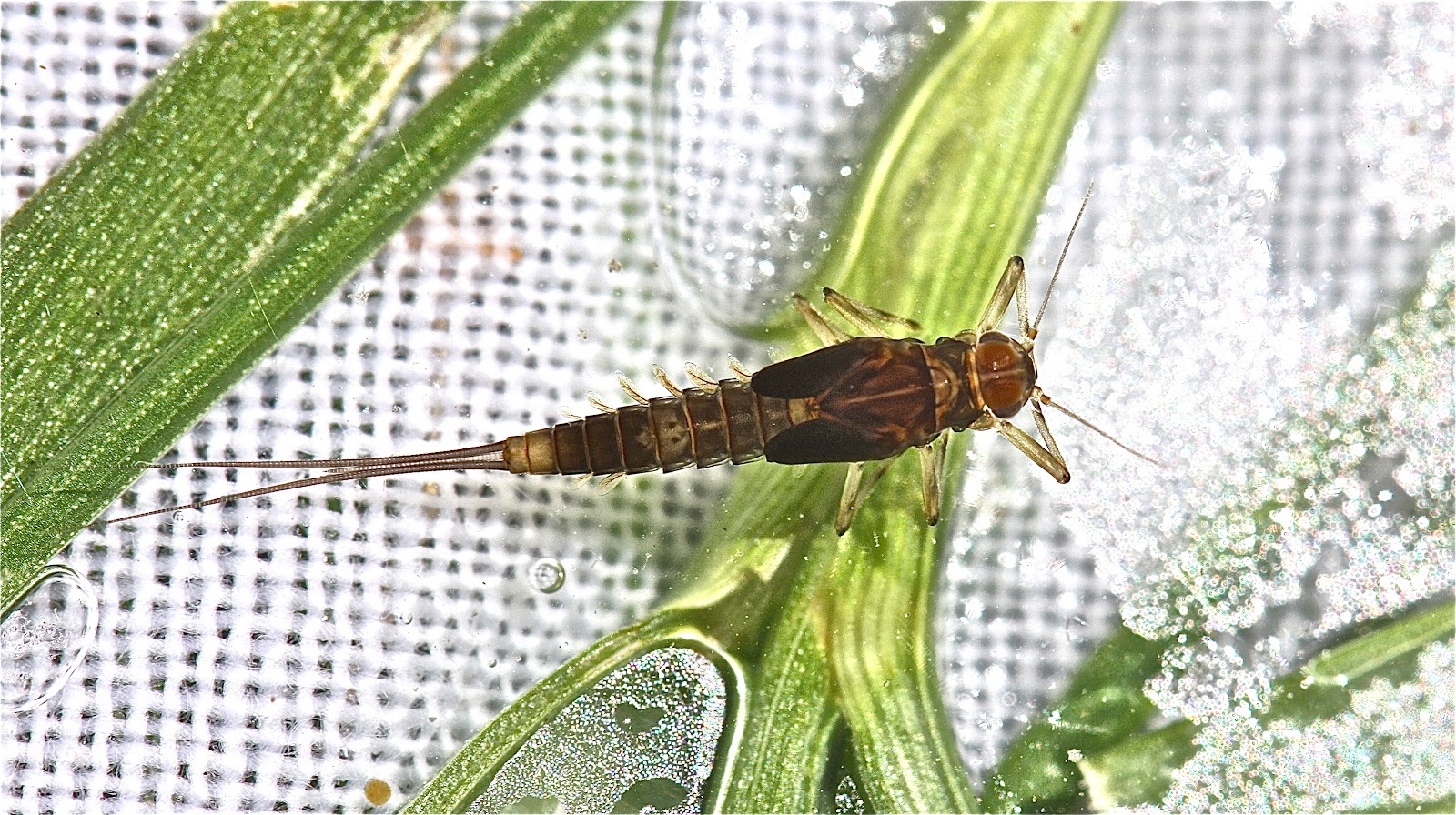 Aquatic Insects of Central Virginia: A Montana Sampler