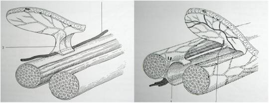 GENERAL SURGEON: GROIN FLAP