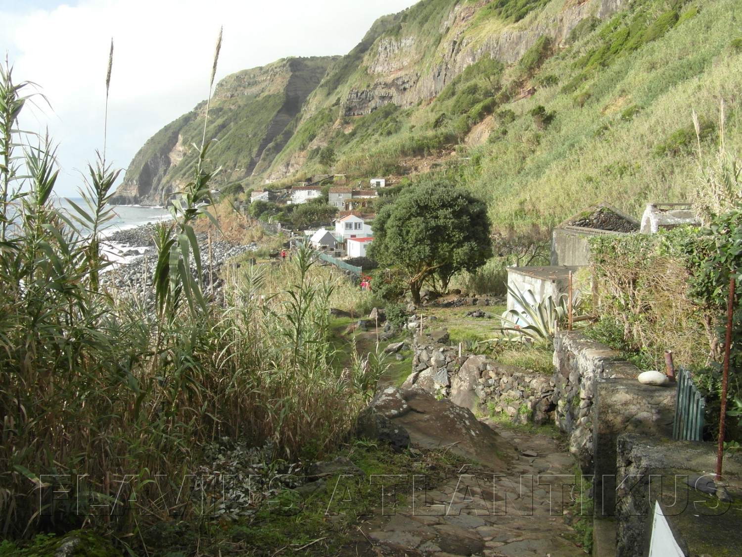 FLAVIUS ATLANTIKUS: Rocha da Relva - S. Miguel Island - Azores - Portugal