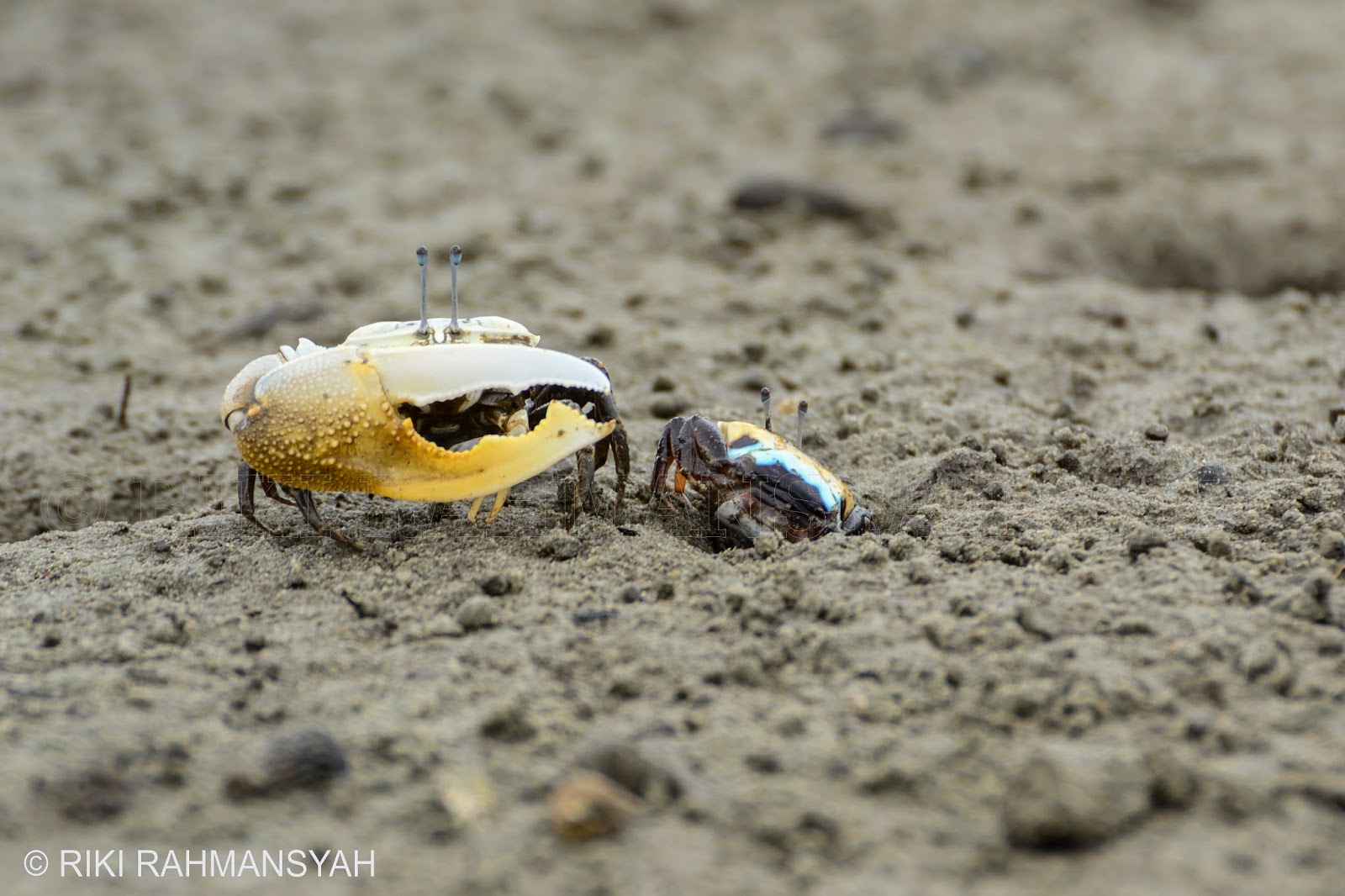 Kepiting Biola (Uca spp)