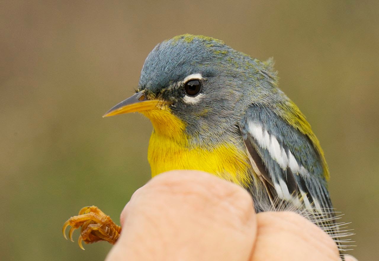 Bird Banding: Learning From Birds In-hand: Color Banding Painted Buntings