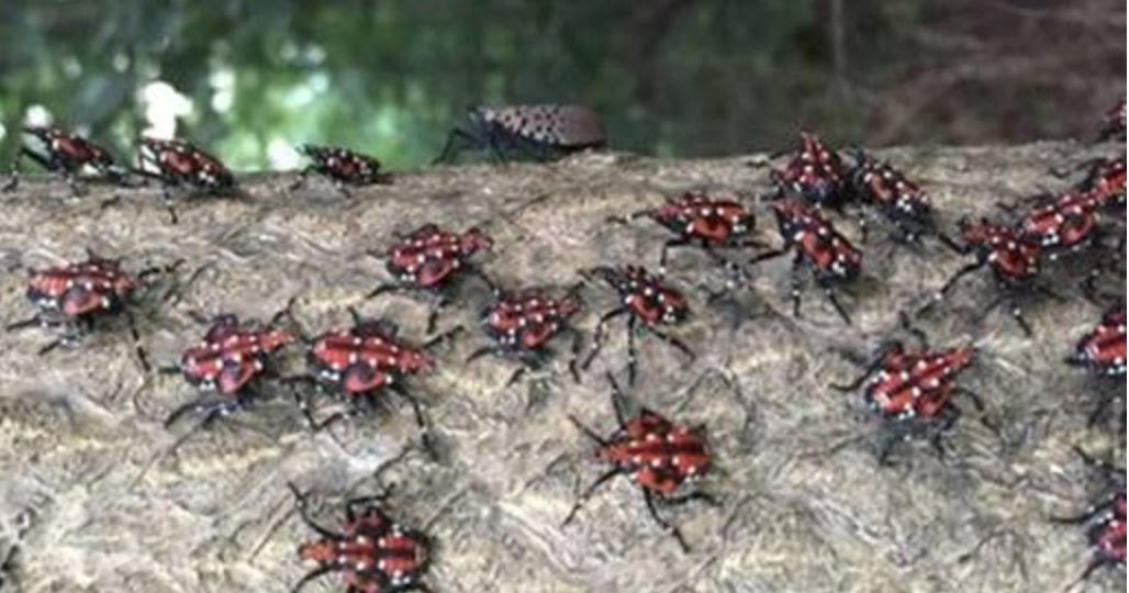 PA Environment Digest Blog: Help Wanted: PA Governor’s Invasive Species ...