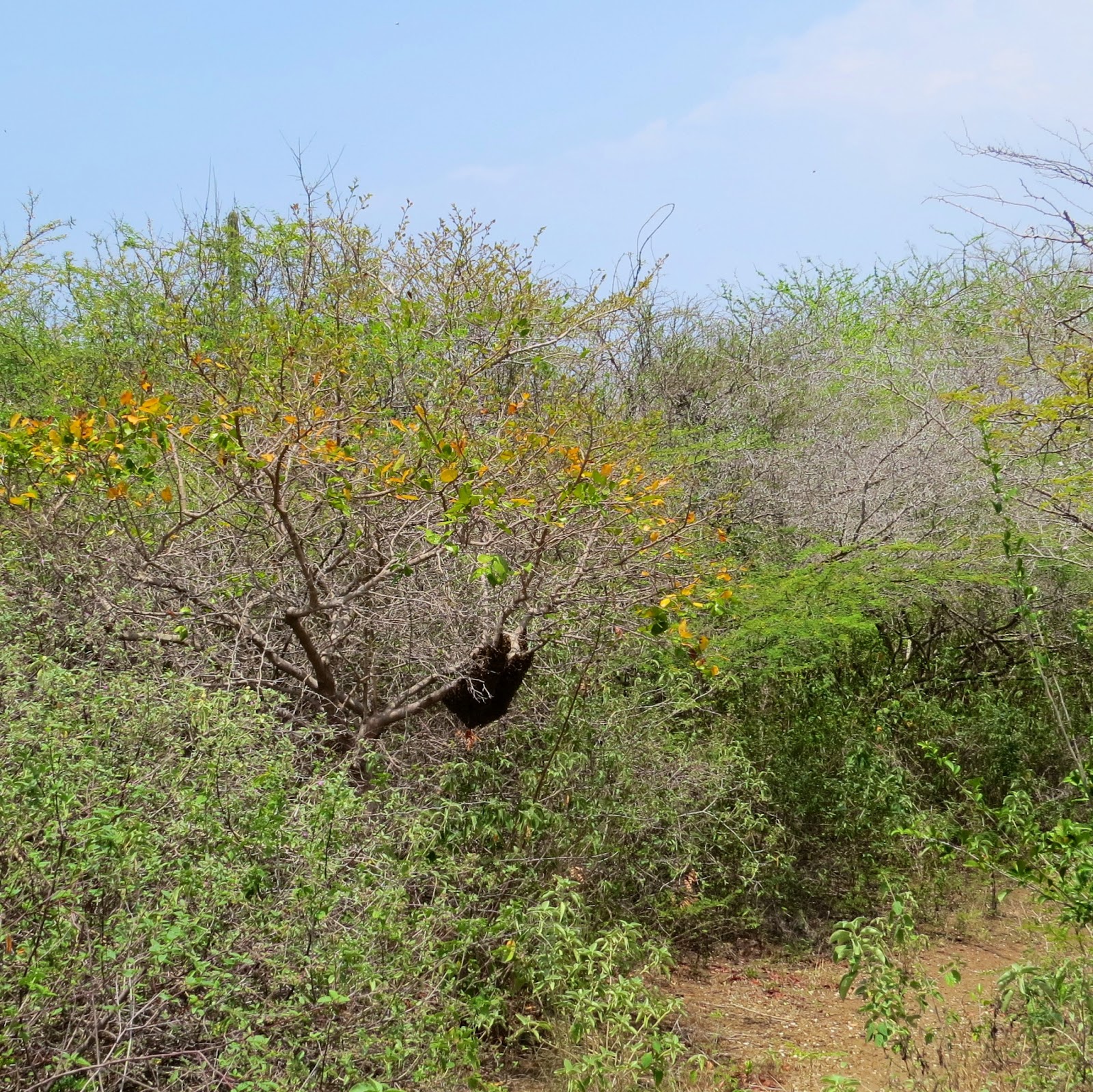 Hiking Curaçao - Flora and Fauna: 2013