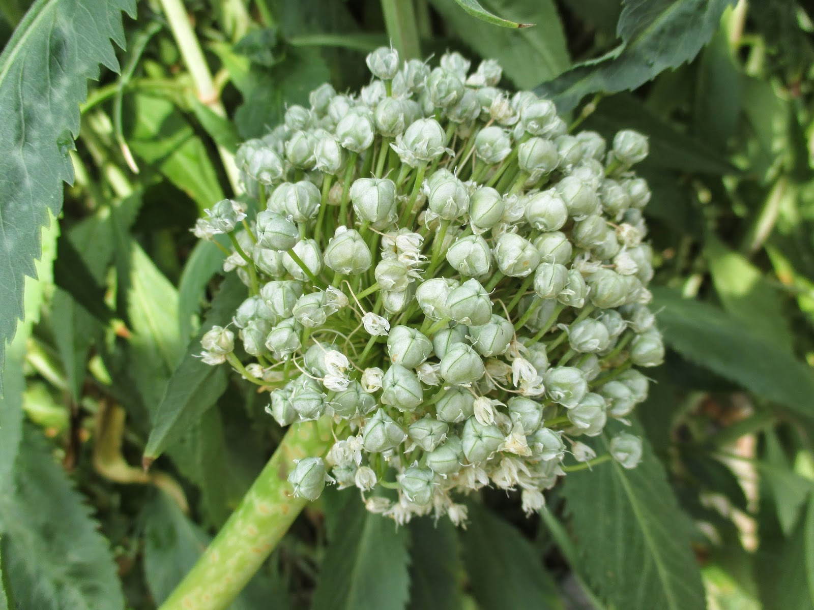 2014 | En torno al huerto.