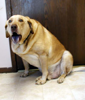 Reactive Champion: Sarah Kalnajs Seminar: Distance-Increasing Signals