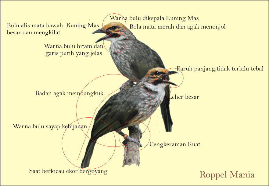 info berita: Memilih bakalan calon ropel pada burung cucak rowo