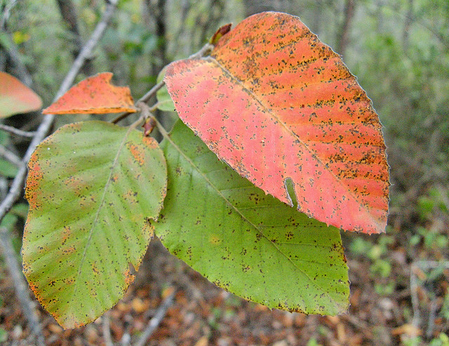 ECOVET Chile: El Nothofagus olvidado: El Ruil