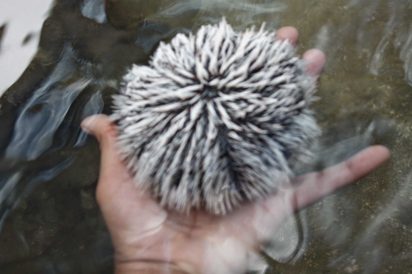 Punta Galeta "Manjar de Biodiversidad": Centro de Investigación Punta ...