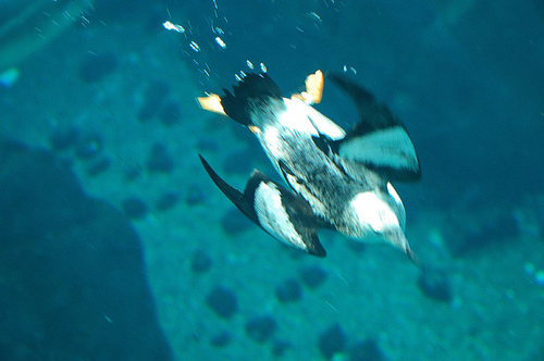 Top 4 Birds With Amazing Diving Technique-Top Things Around Us