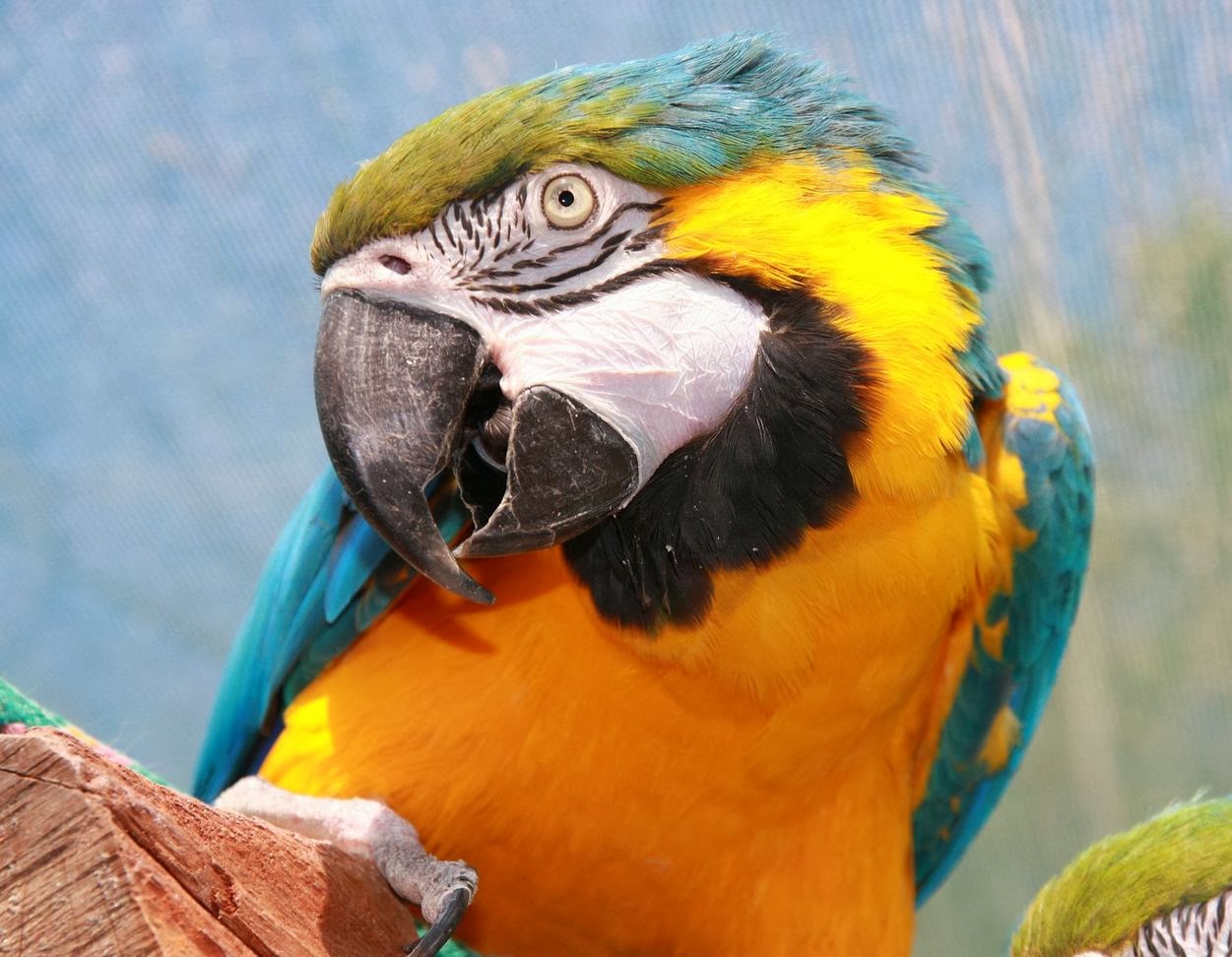 Ilmaisia kuvituskuvia: Papukaija