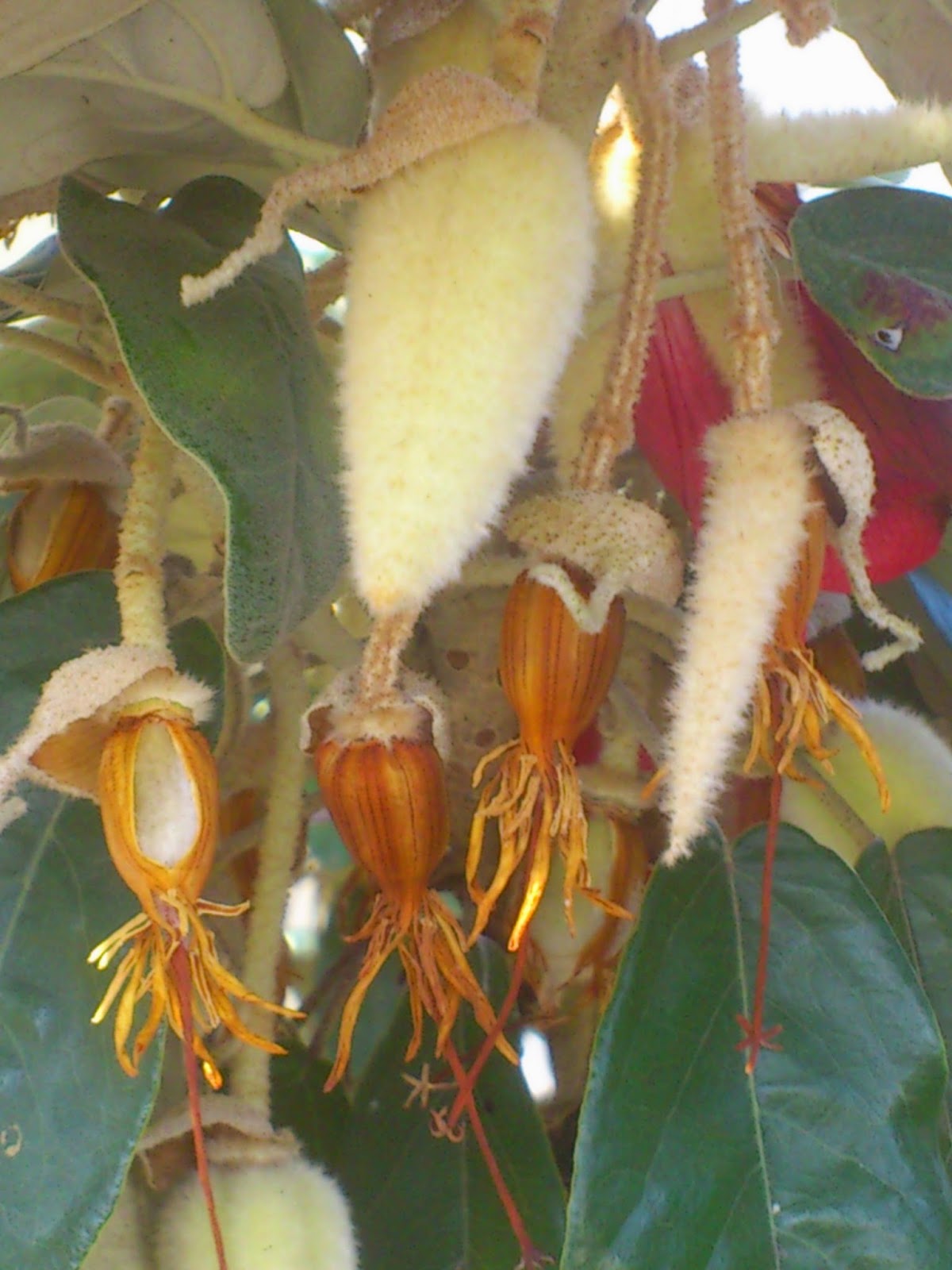 Bonsai Mauritius: Trochetia Boutoniana National Flower of Mauritius