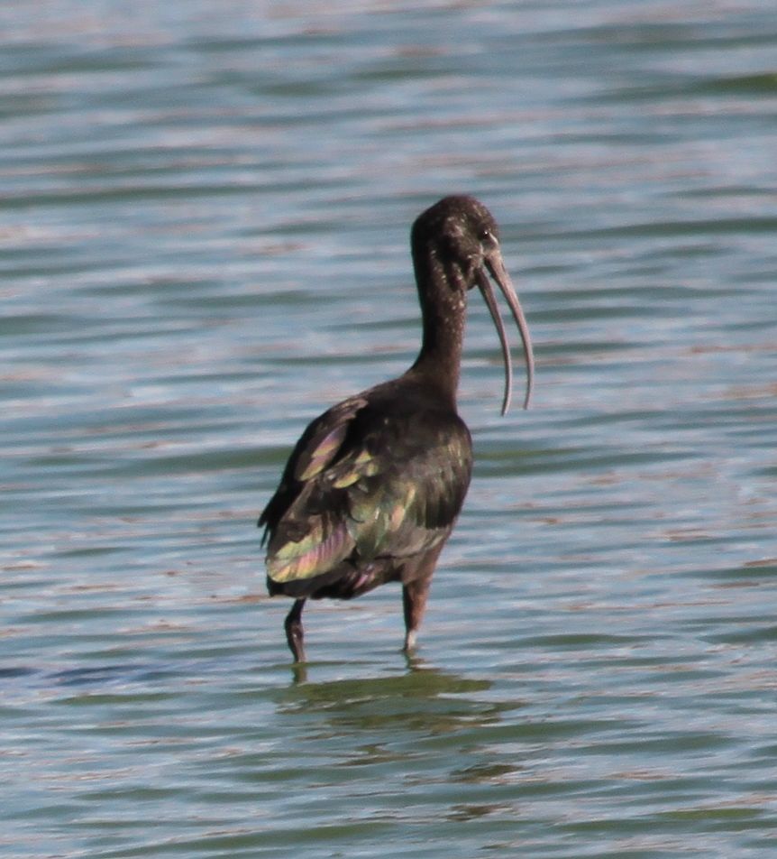 Richard Waring's Birds of Australia: Whistling Kites and others at the ...