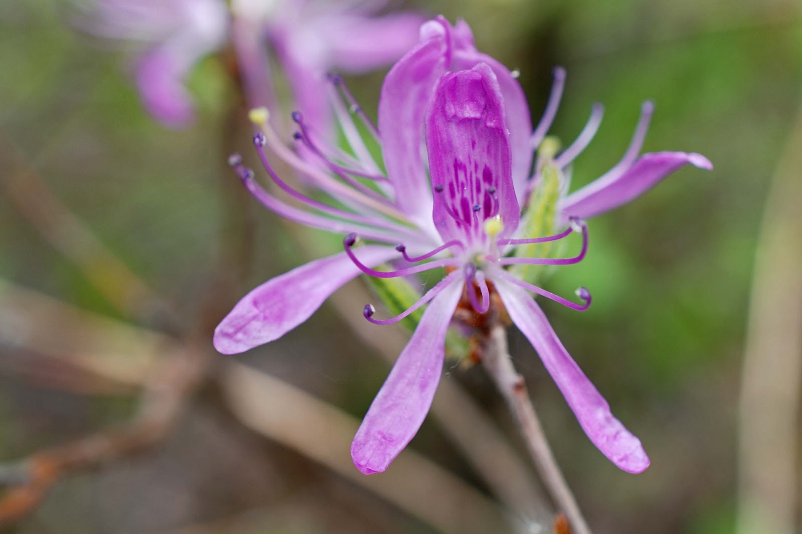 North Branch Nature Center: Wildflower Wednesday #6