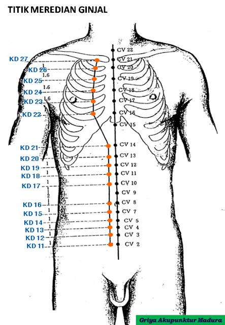 MAKLUMAT KESIHATAN DAN PENYAKIT: MERIDIAN AKUPUNTUR