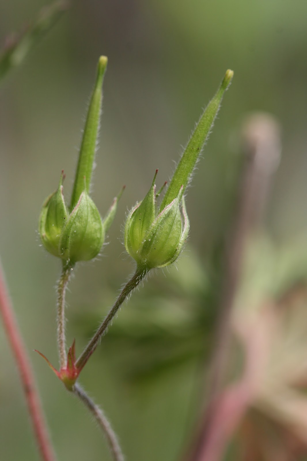 Native Florida Wildflowers: Carolina Cranesbill/Wild Geranium (Geranium ...