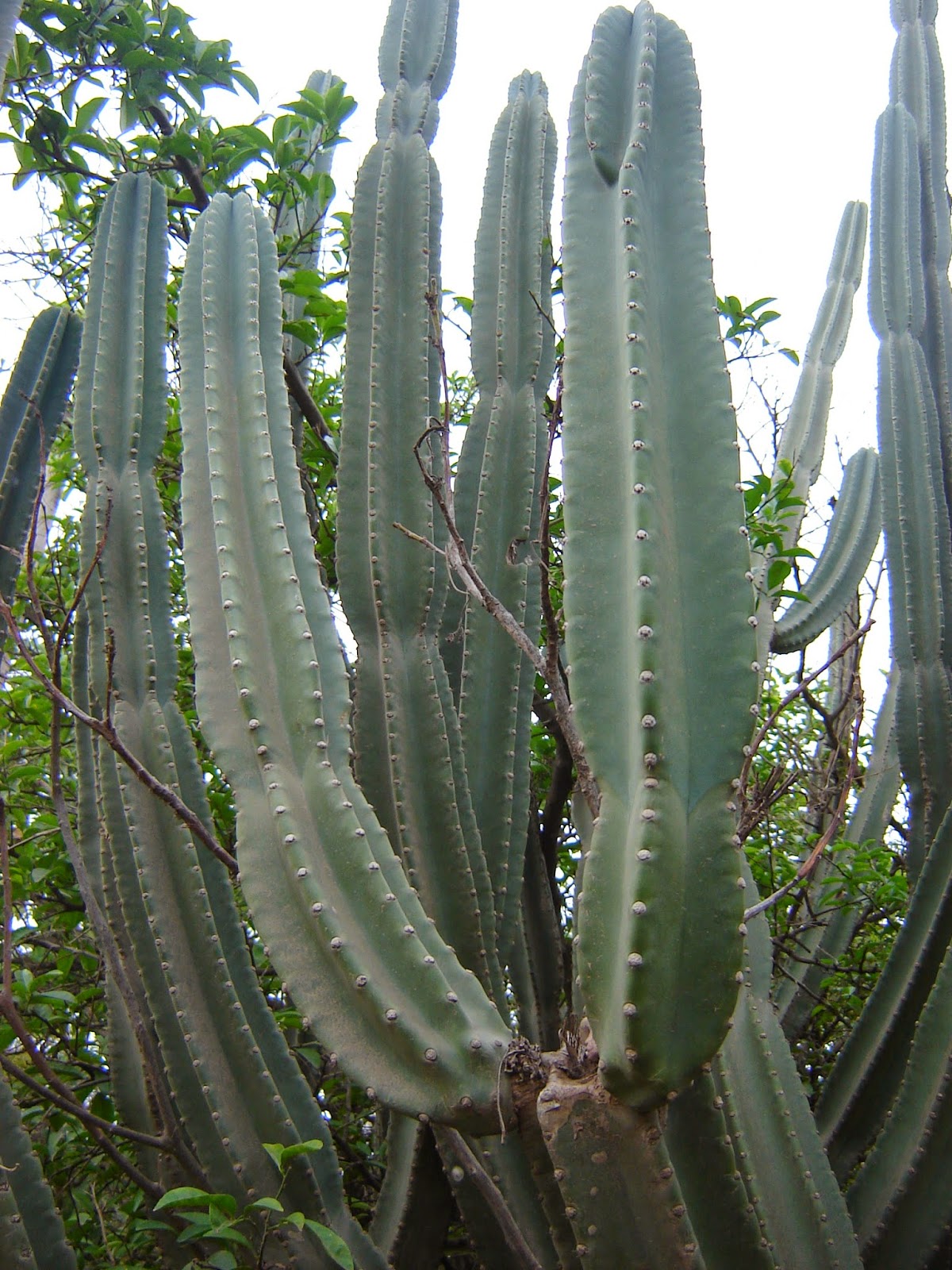 tutuna mituna: Cereus / Ucle / Tuna candelabro
