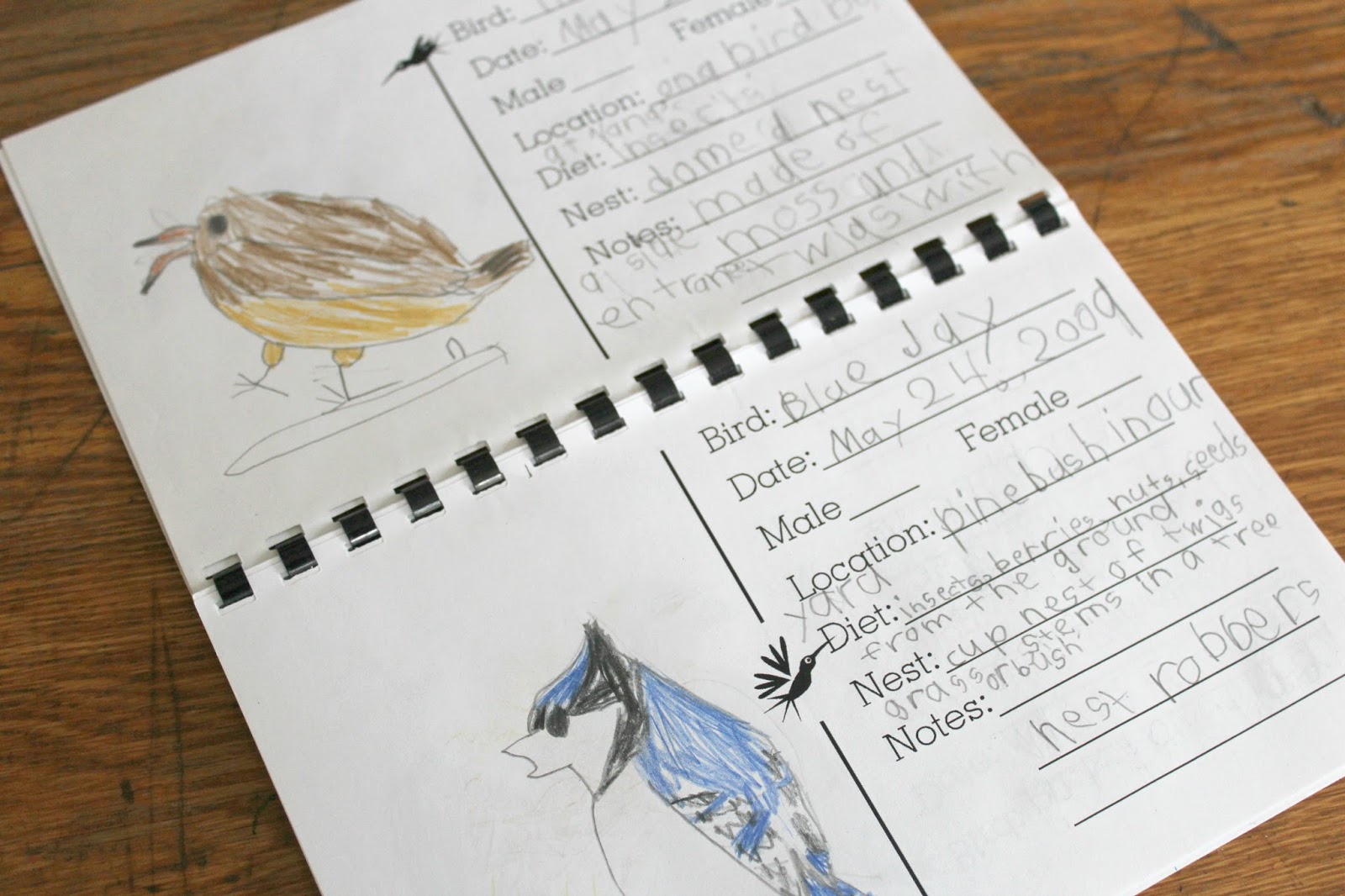 The Unlikely Homeschool: 50+ Items to add to a Nature Notebook