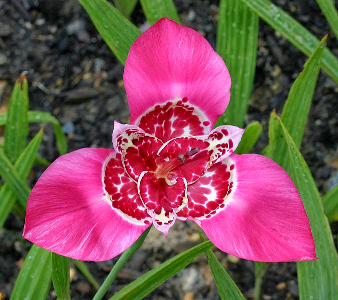 Flower Homes: Tigridia Flowers