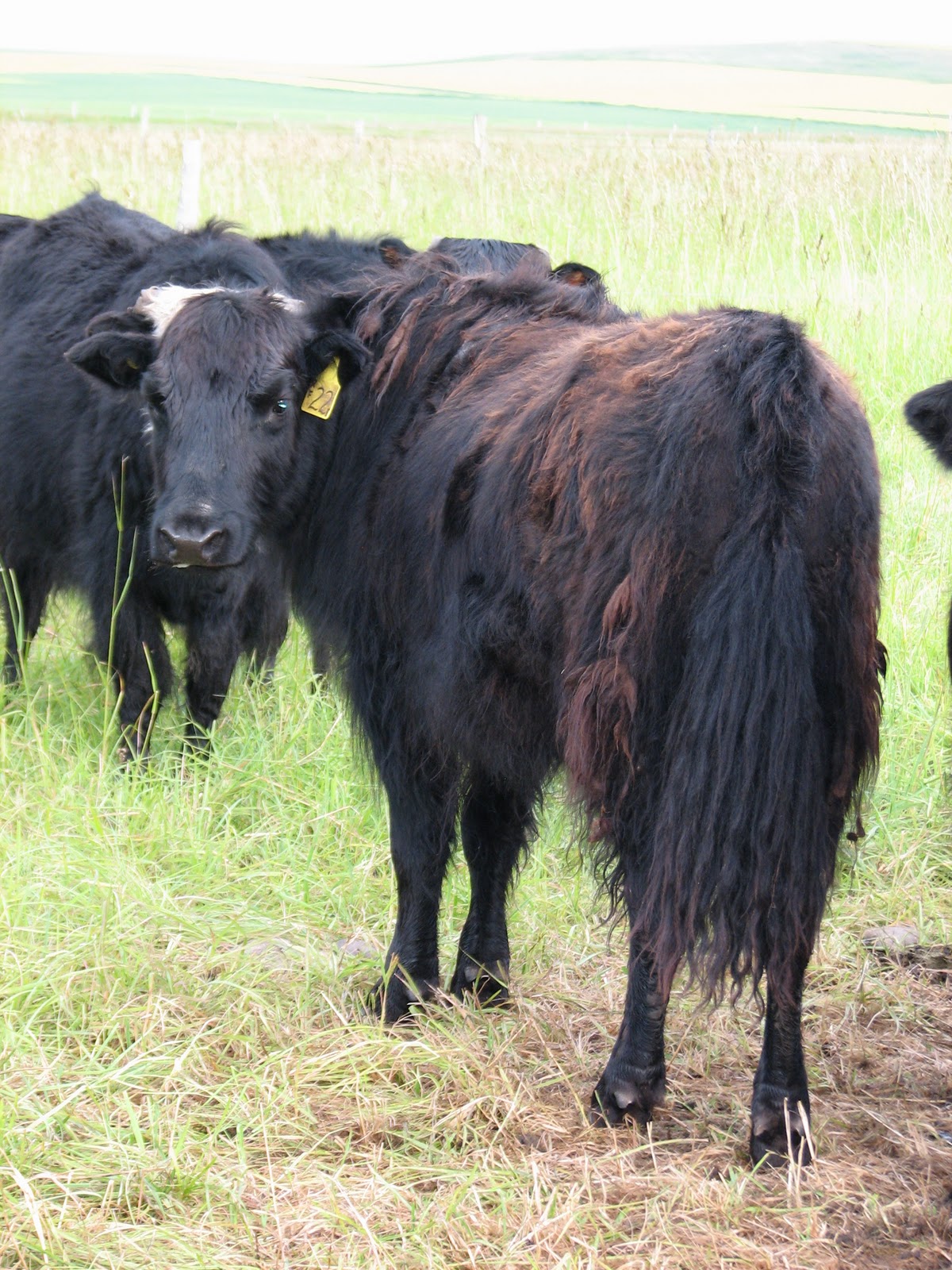 Springridge Ranch Grass-Fed Yak-Cross Beef: Yak "Tales" - Part One
