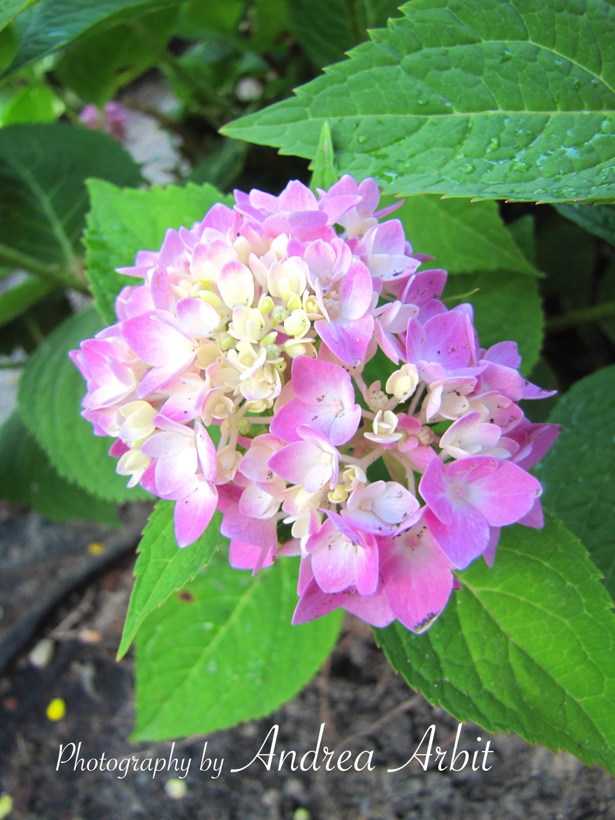 Until the Water Falls: Norfolk Botanical Gardens (Post 3)