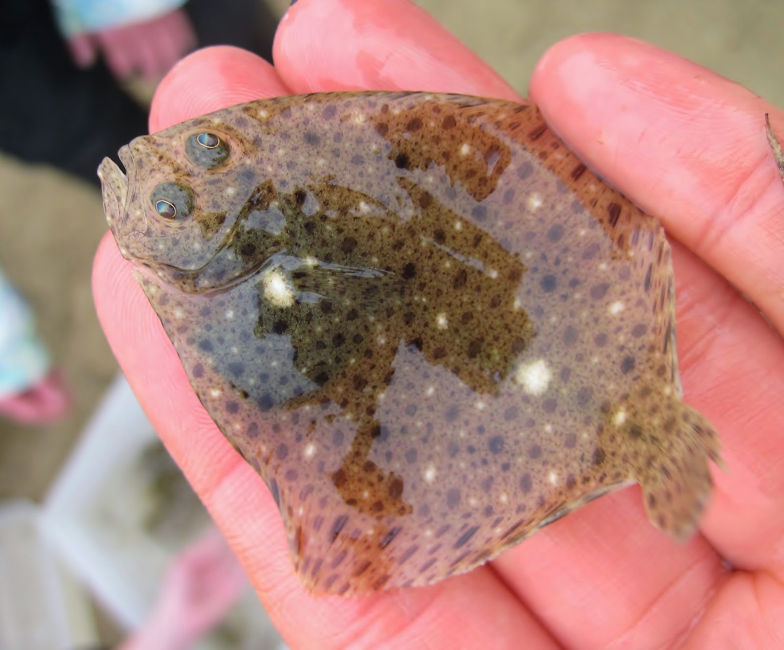 Fish In A Water Trough at Spencer Ebert blog