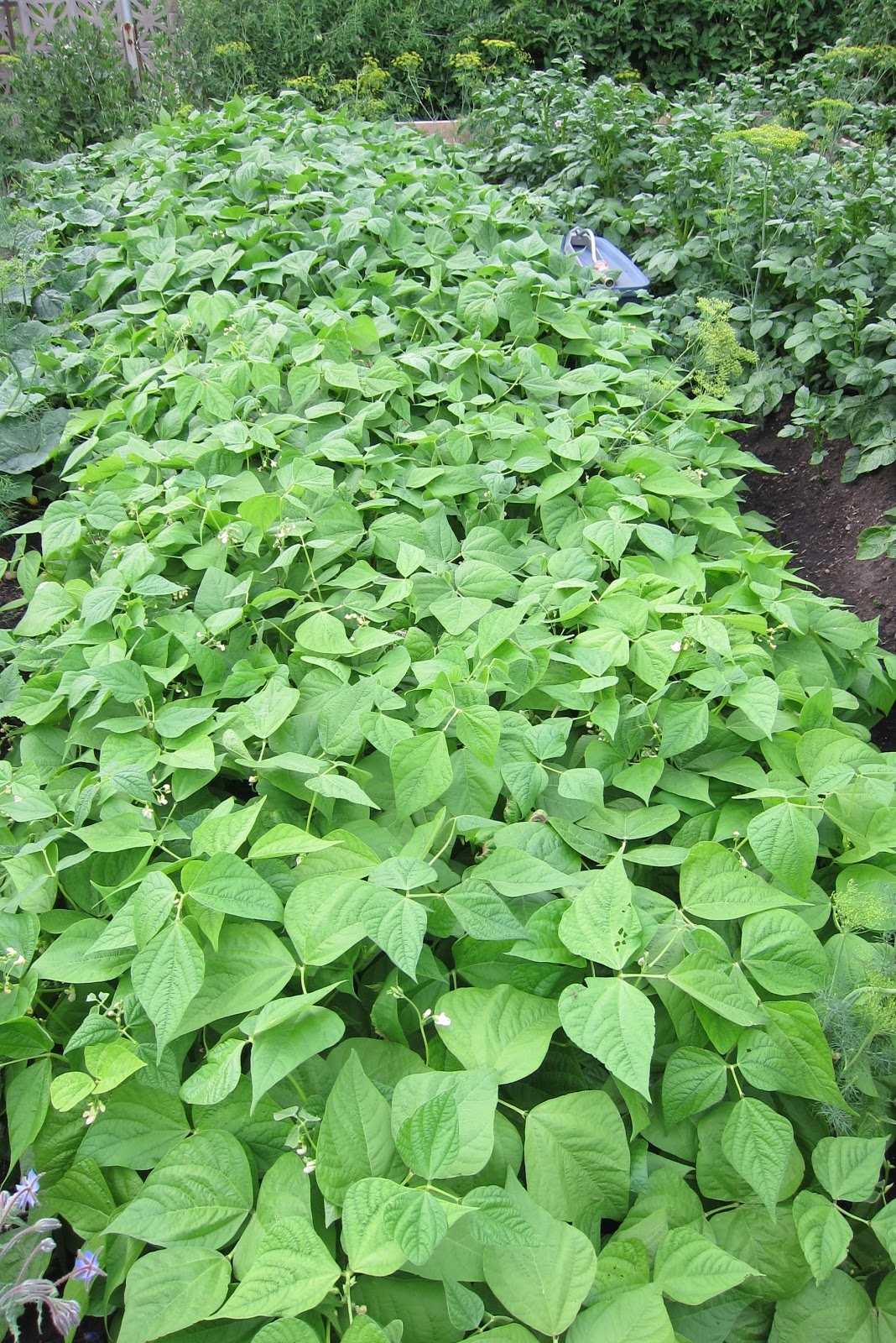 Simple Moodlings: Garden crazy, or... crazy garden!