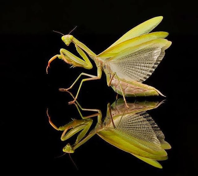 45 Fotos de insectos en HD - Funeek ~ Aquí te enterarás de cosas que ni ...