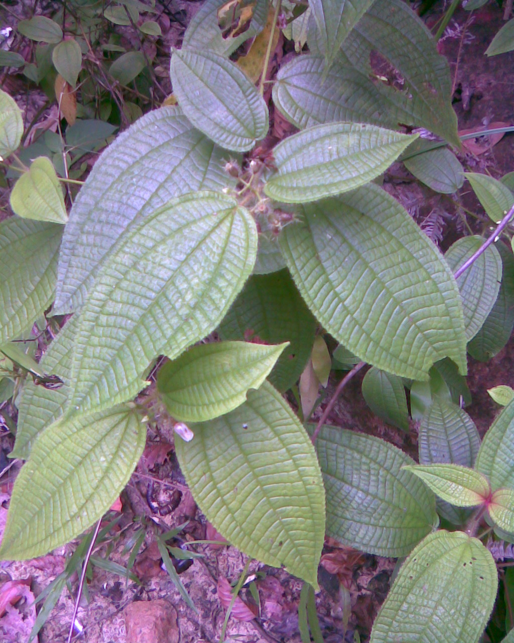 WARISAN ETNOBOTANI: Senduduk