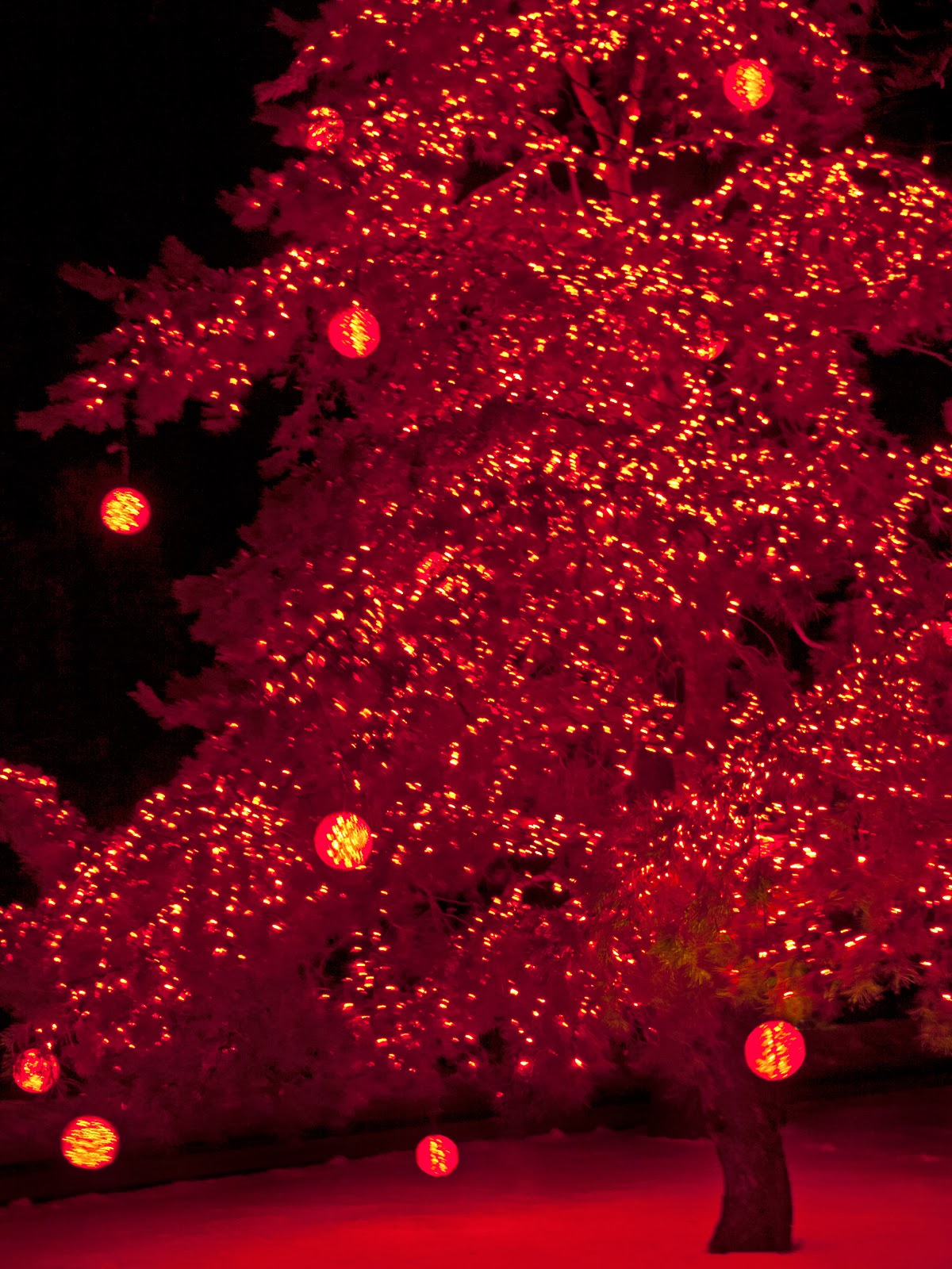 365 "One Photo a Day": Color of Christmas Red