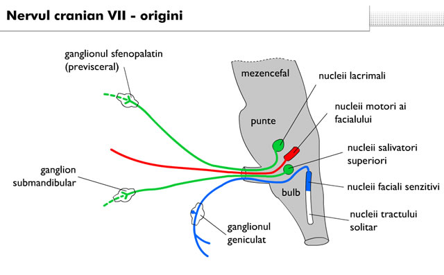 AMG la 40 de ani: Nervii Cranieni