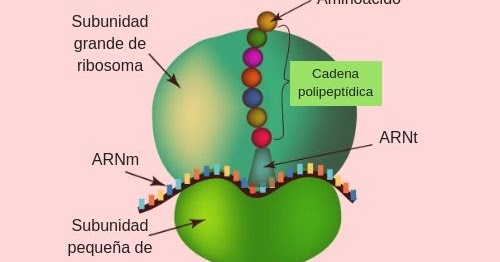 Ribosomas - La Célula