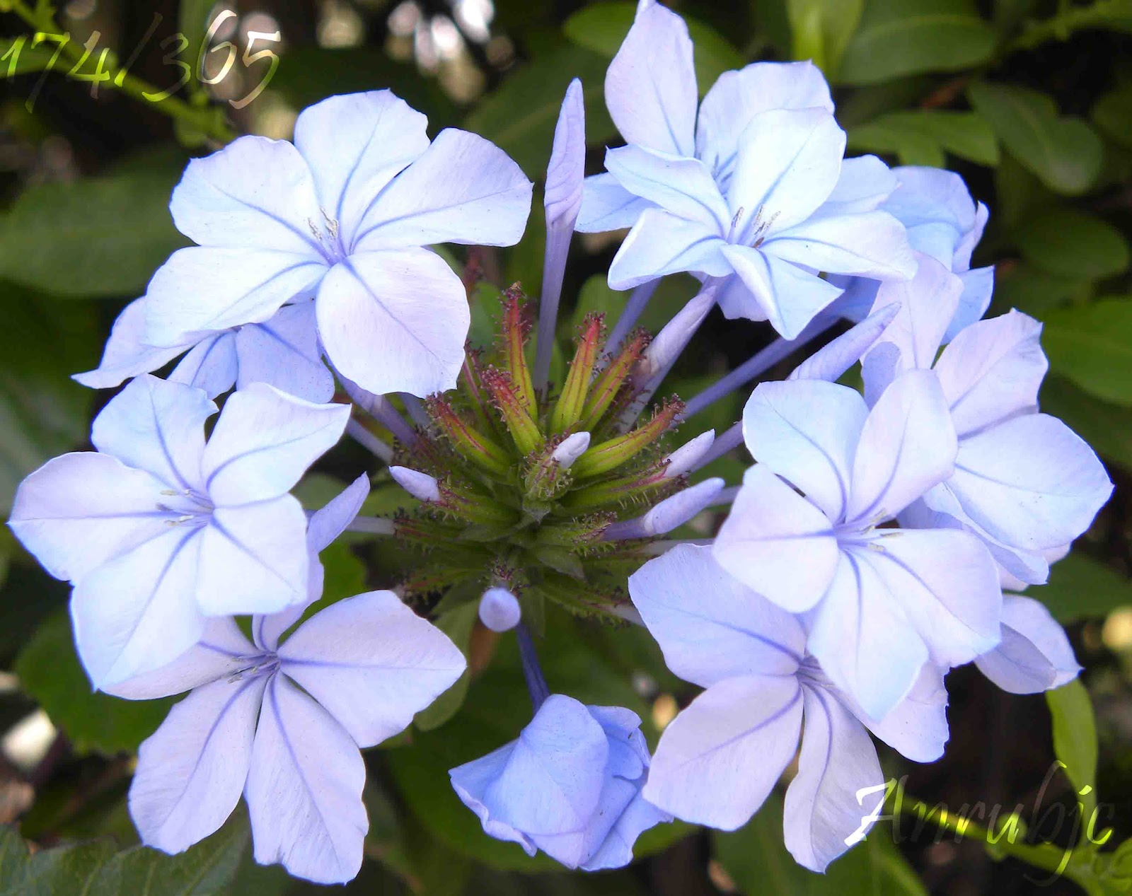 Flores celestes - Imagui