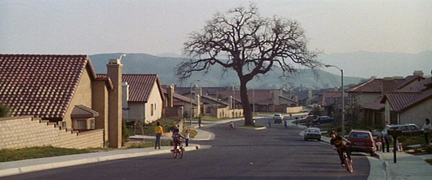 Poltergeist Tree Face