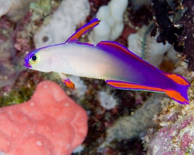 Cool Daily Pics: Most Beautiful Unseen Sea Creatures