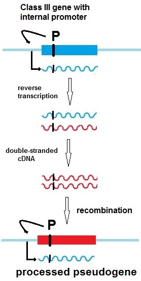 Sandwalk: Different kinds of pseudogenes: Processed pseudogenes