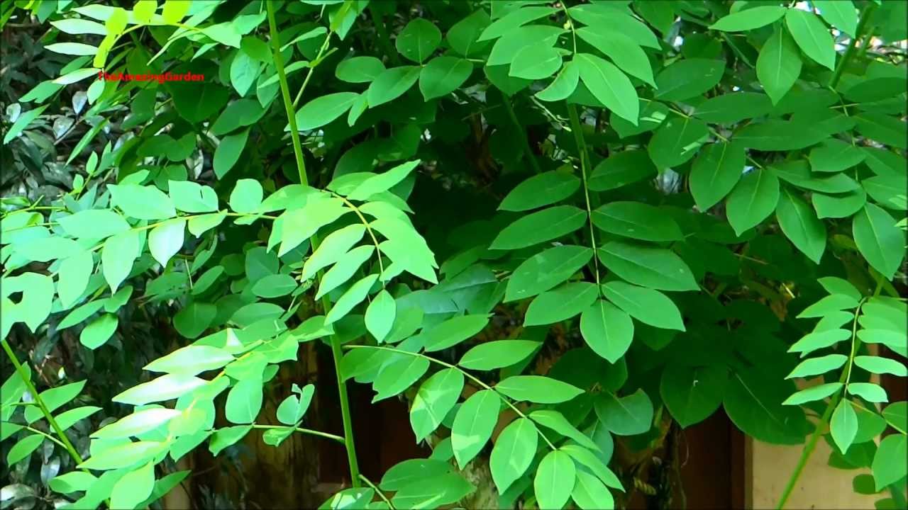 kakawate - philippin news collections