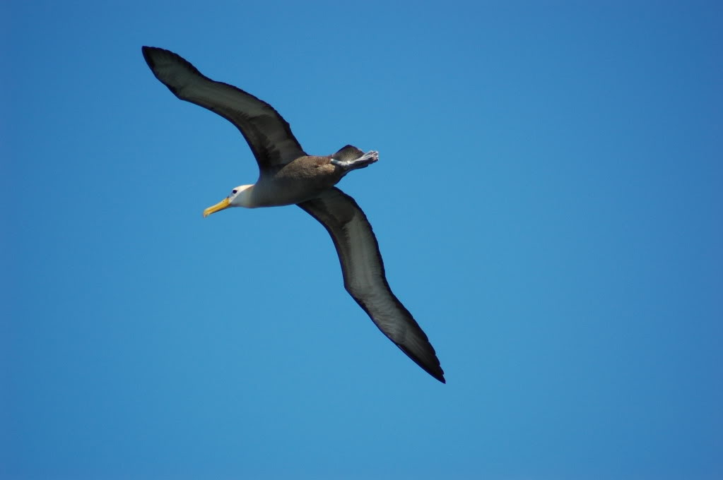 Albatross 435 Challenge: Der Albatross ist gelandet