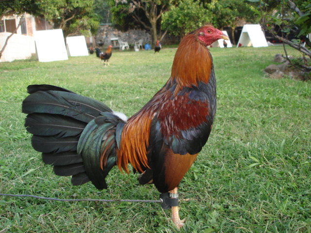 GALLOS DE PELEAS: GALLOS COLORADOS