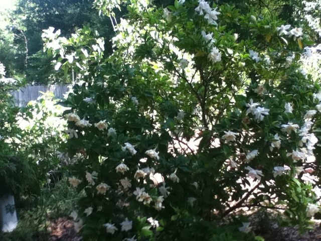Gardening in Central Florida: Gardenia in full bloom