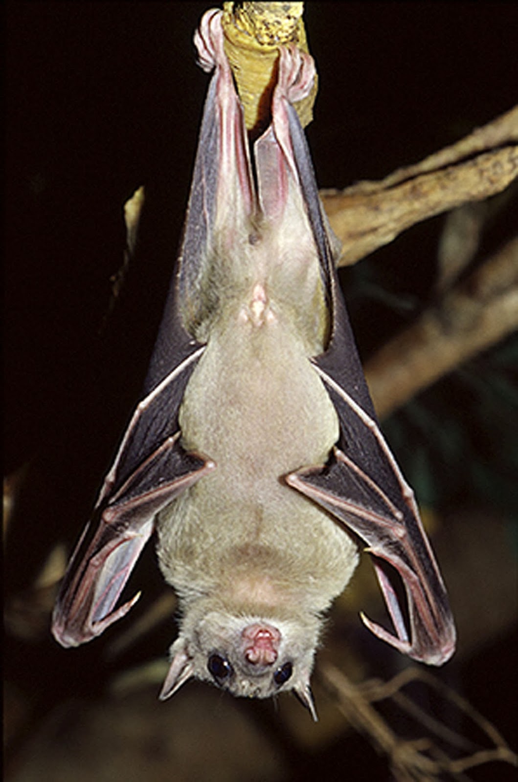 21.Flying+Fox+hanging+upside-down.JPG (1059×1600) | Bat, Cute bat, Bat ...